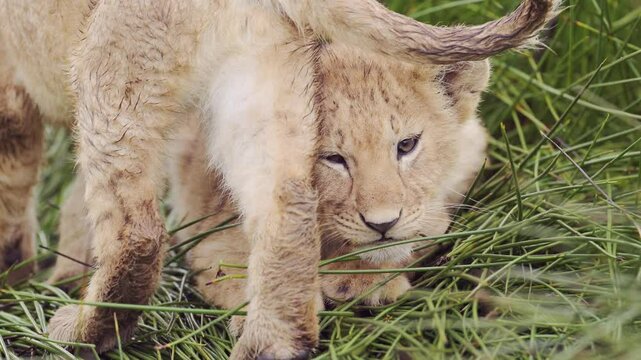 "Lion Cubs" Images – Browse 11,109 Stock Photos, Vectors, and Video ...