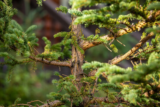 Pine Tree Branch Texture