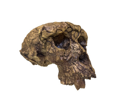 Imágenes de Homoerectus: descubre bancos de fotos, ilustraciones ...