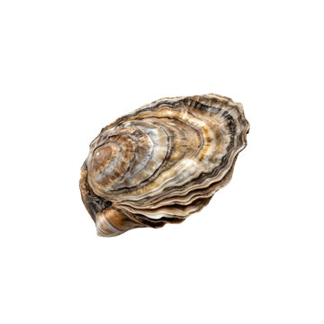 oyster shell texture