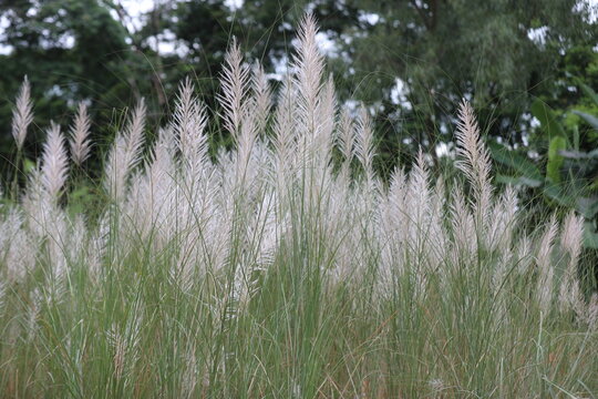 Kashful Images – Browse 412 Stock Photos, Vectors, and Video | Adobe Stock