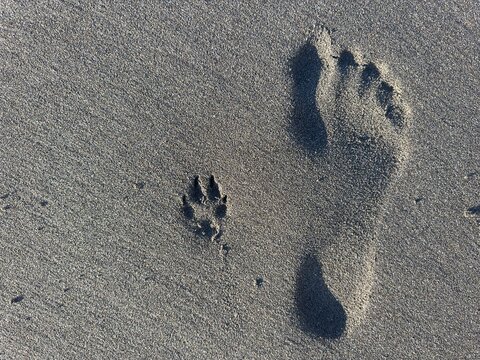 "Human Footprint" Images – Browse 1,130 Stock Photos, Vectors, and ...
