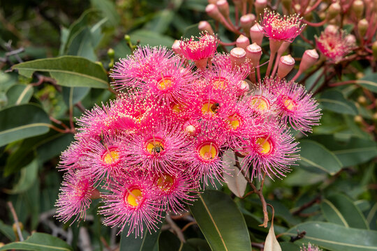 "Flowering Gum" Images – Browse 509 Stock Photos, Vectors, and Video ...