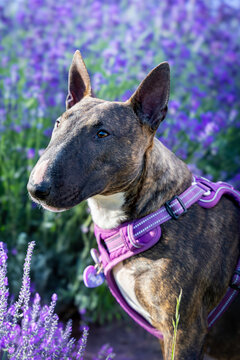 "Baca-Bilder: Stock-Fotos & -Videos. | Adobe Stock