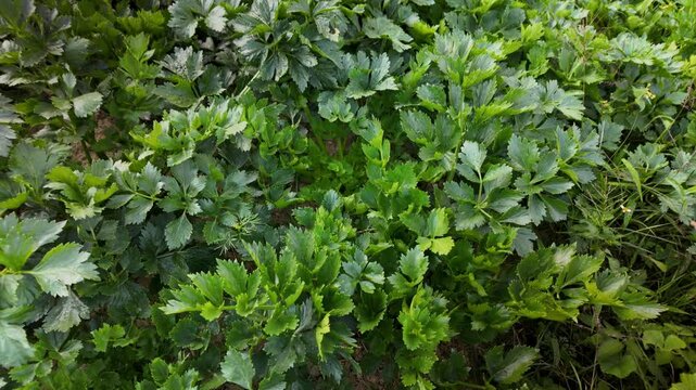 "Celery Field" Images – Browse 170 Stock Photos, Vectors, and Video ...