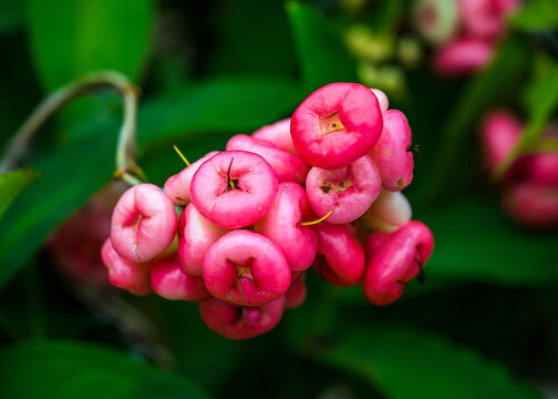 "Bell Fruits" Images – Browse 79 Stock Photos, Vectors, and Video ...