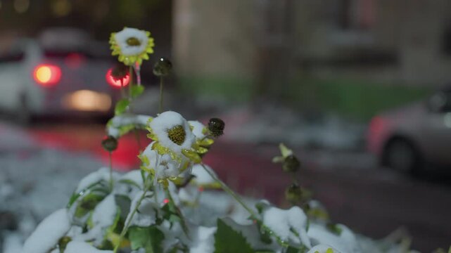 "Snow On Flowers" Images – Browse 196 Stock Photos, Vectors, and Video ...