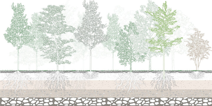 How To Draw Trees Landscape Architecture