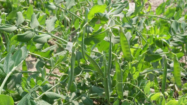 "Austrian Winter Pea" Images – Browse 3,940 Stock Photos, Vectors, and ...