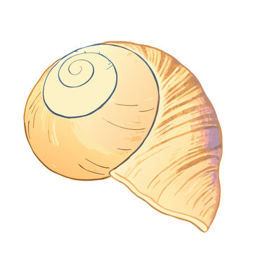 Snail Shell Sketch