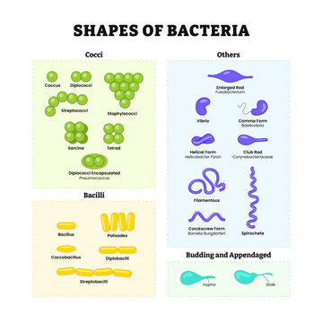 Types Of Bacteria Chart