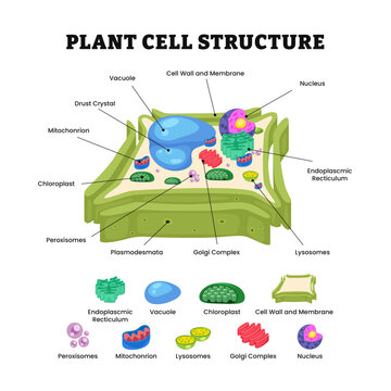 amyloplast structure