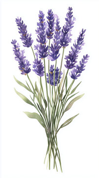 lavender vector illustration