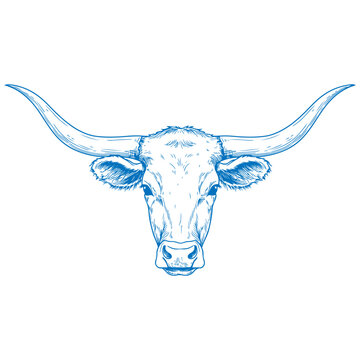Longhorn Bull Drawing
