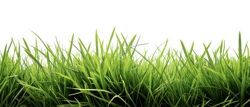 「ハーブ」の写真素材 | 15,286,145件の無料イラスト画像 | Adobe Stock