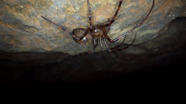 "Cave Spider" Images – Browse 248 Stock Photos, Vectors, and Video ...