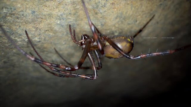 "Cave Spider" Images – Browse 248 Stock Photos, Vectors, and Video ...