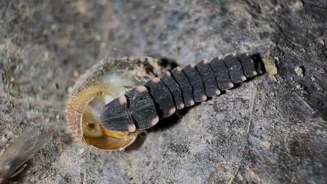 Firefly Images – Browse 287,574 Stock Photos, Vectors, and Video ...