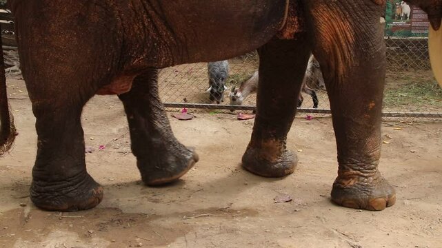 "Elephant Legs"-Bilder: Stock-Fotos & -Videos. | Adobe Stock