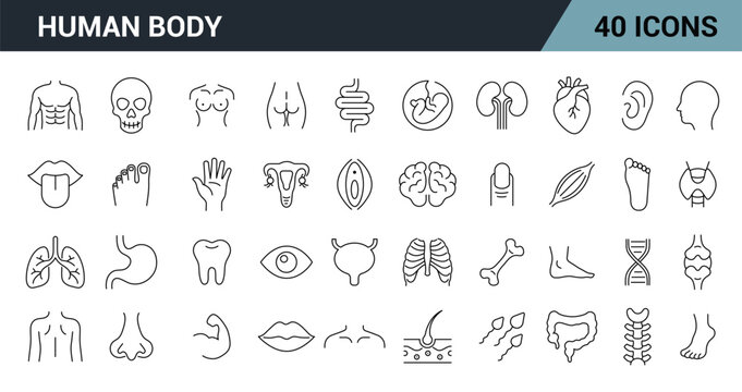 Body Icons Images – Browse 2,594,716 Stock Photos, Vectors, and Video | Adobe Stock