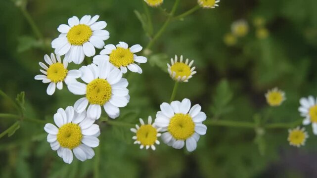 "Pyrethrum Parthenium" Images – Browse 159 Stock Photos, Vectors, and ...