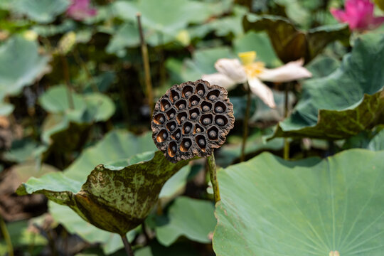 Lotus Pod Photoshop