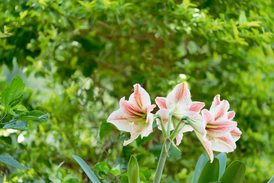 「Amarilys」の写真素材 | 58件の無料イラスト画像 | Adobe Stock