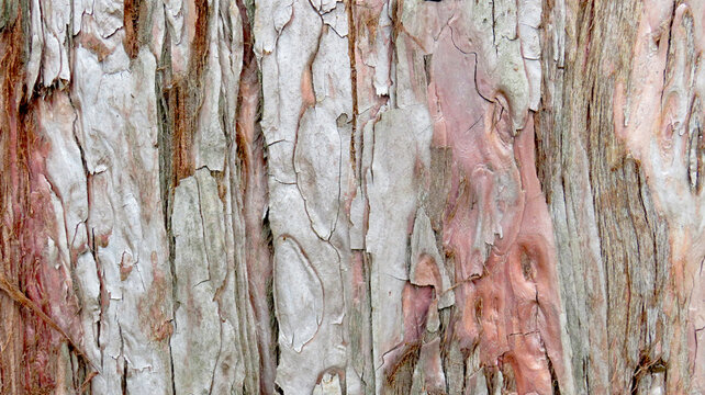 cedar tree bark