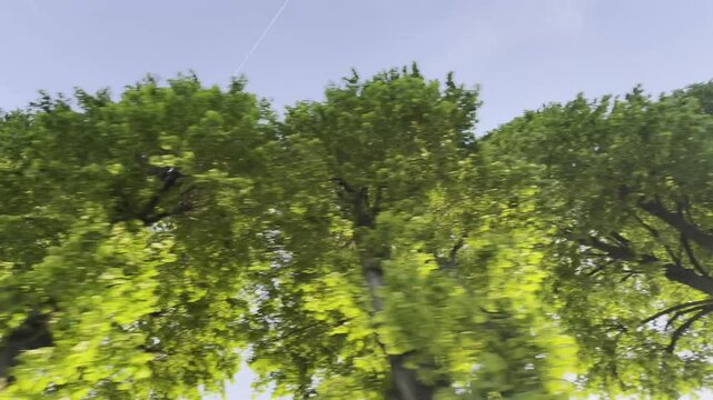 "Street Trees" Images – Browse 9,510 Stock Photos, Vectors, and Video ...