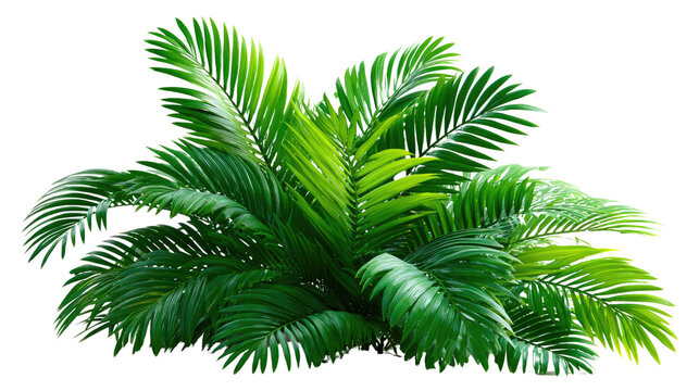 "Vegetation Texture"-Bilder: Stock-Fotos & -Videos. | Adobe Stock