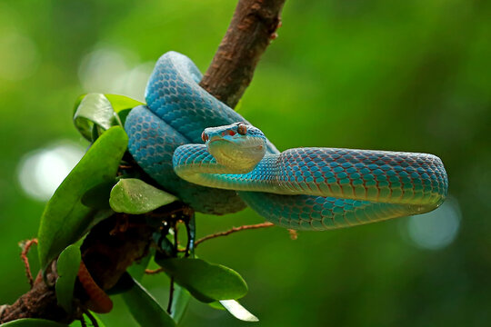 "Trimeresurus Insularis" Images – Browse 1,843 Stock Photos, Vectors ...