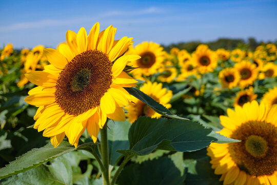 「ひまわり葉っぱ」の写真素材 | 764,378件の無料イラスト画像 | Adobe Stock