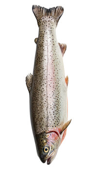 Rainbow Trout Skin Images – Browse 1,151 Stock Photos, Vectors, and ...