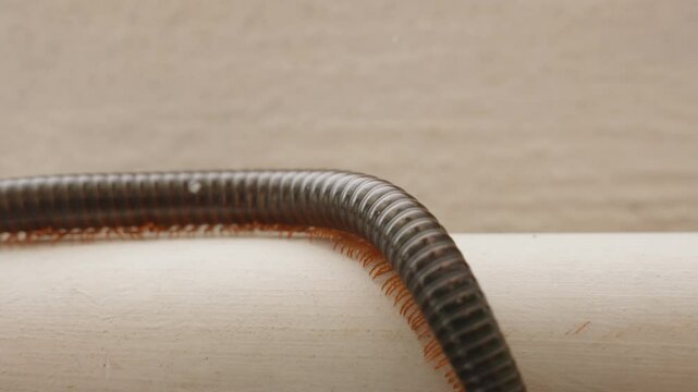 "Black Millipede" Images – Browse 353 Stock Photos, Vectors, and Video ...