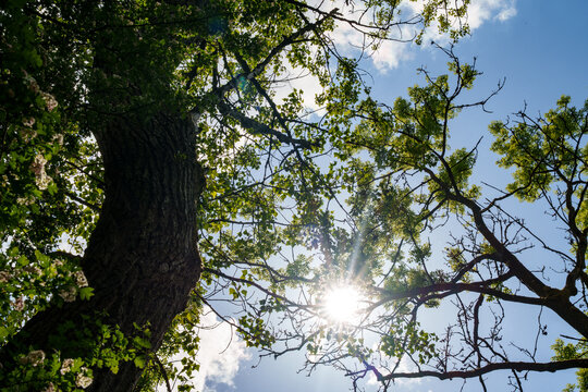 Eschenbaum-Bilder: Stock-Fotos & -Videos. | Adobe Stock