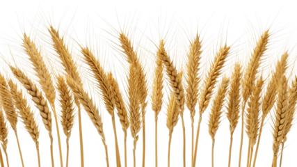 Row Crops PNGs – Transparent Background Images | PikWizard