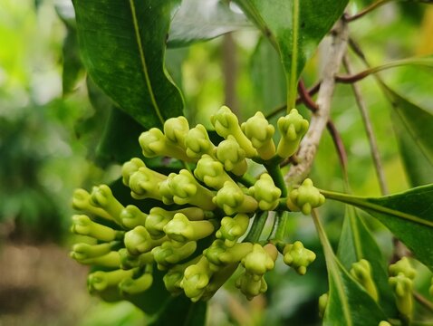 cloves flower shape
