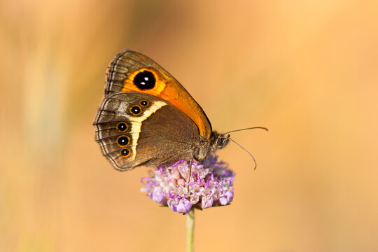 Gatekeeper Images – Browse 5,149 Stock Photos, Vectors, and Video ...