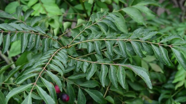 Curry Tree"」の写真素材 | 15,641件の無料イラスト画像 | Adobe Stock
