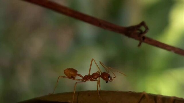 "Fire Ant" Images – Browse 33,146 Stock Photos, Vectors, and Video ...