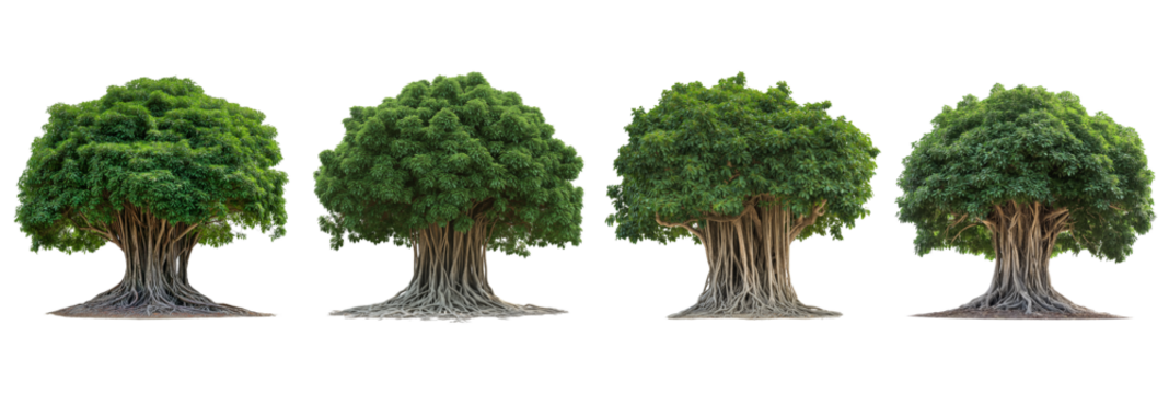 Banyan Leaves PNGs – Transparent Background Images | PikWizard