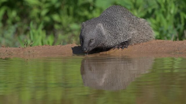 Imágenes de "Egyptian Mongoose": descubre bancos de fotos ...