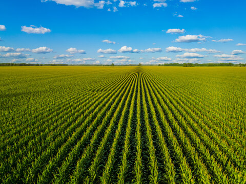 cornfield harvest