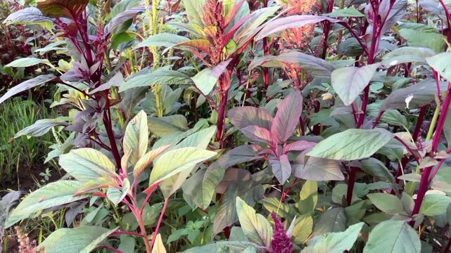 "Red Amaranth" Images – Browse 5,562 Stock Photos, Vectors, and Video ...
