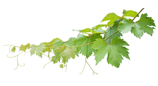 「ぶどうの葉」の写真素材 | 1,355,356件の無料イラスト画像 | Adobe Stock
