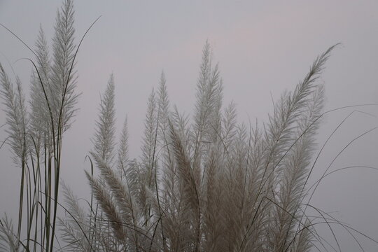 Kashful Images – Browse 412 Stock Photos, Vectors, and Video | Adobe Stock