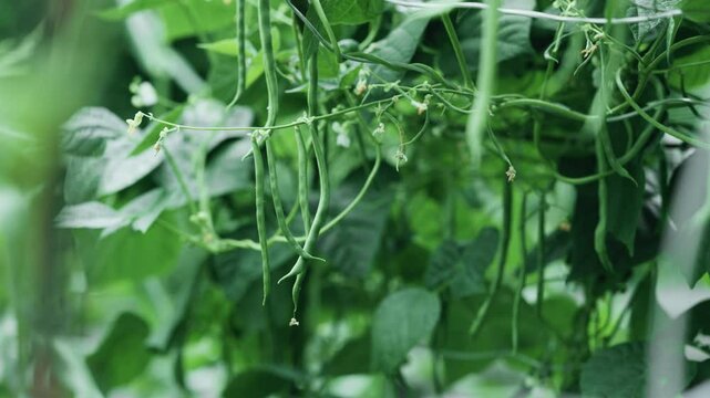 "Vigna Sinensis" Images – Browse 20,920 Stock Photos, Vectors, and ...