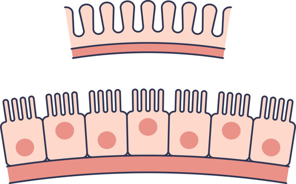 "Stomach Lining" Images – Browse 1,609 Stock Photos, Vectors, and Video ...