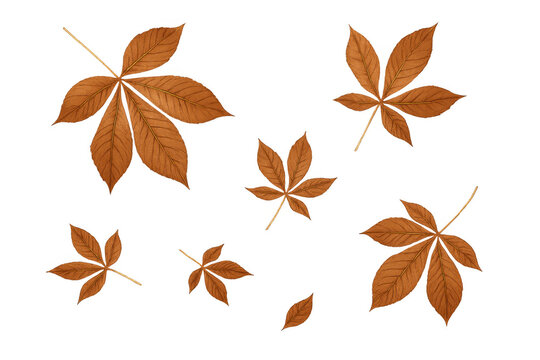 chestnut tree leaf drawing
