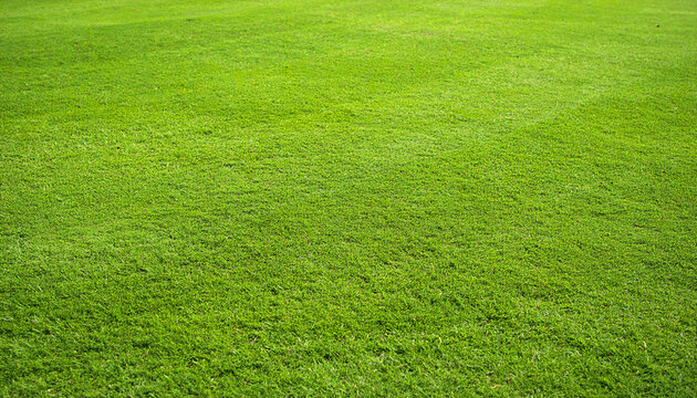 Grass Green Background